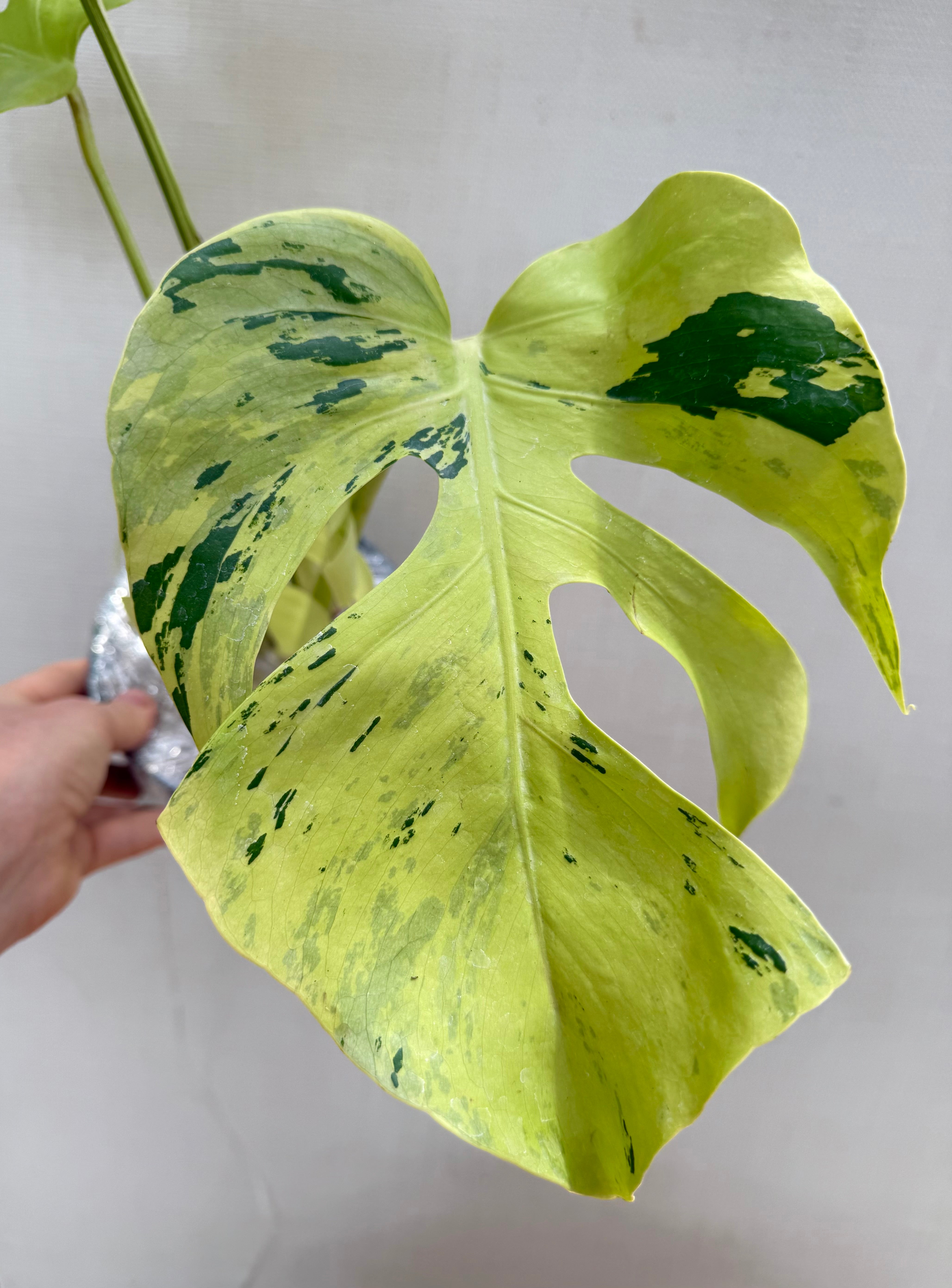 Monstera Light Lime – We Are Plant Lovers