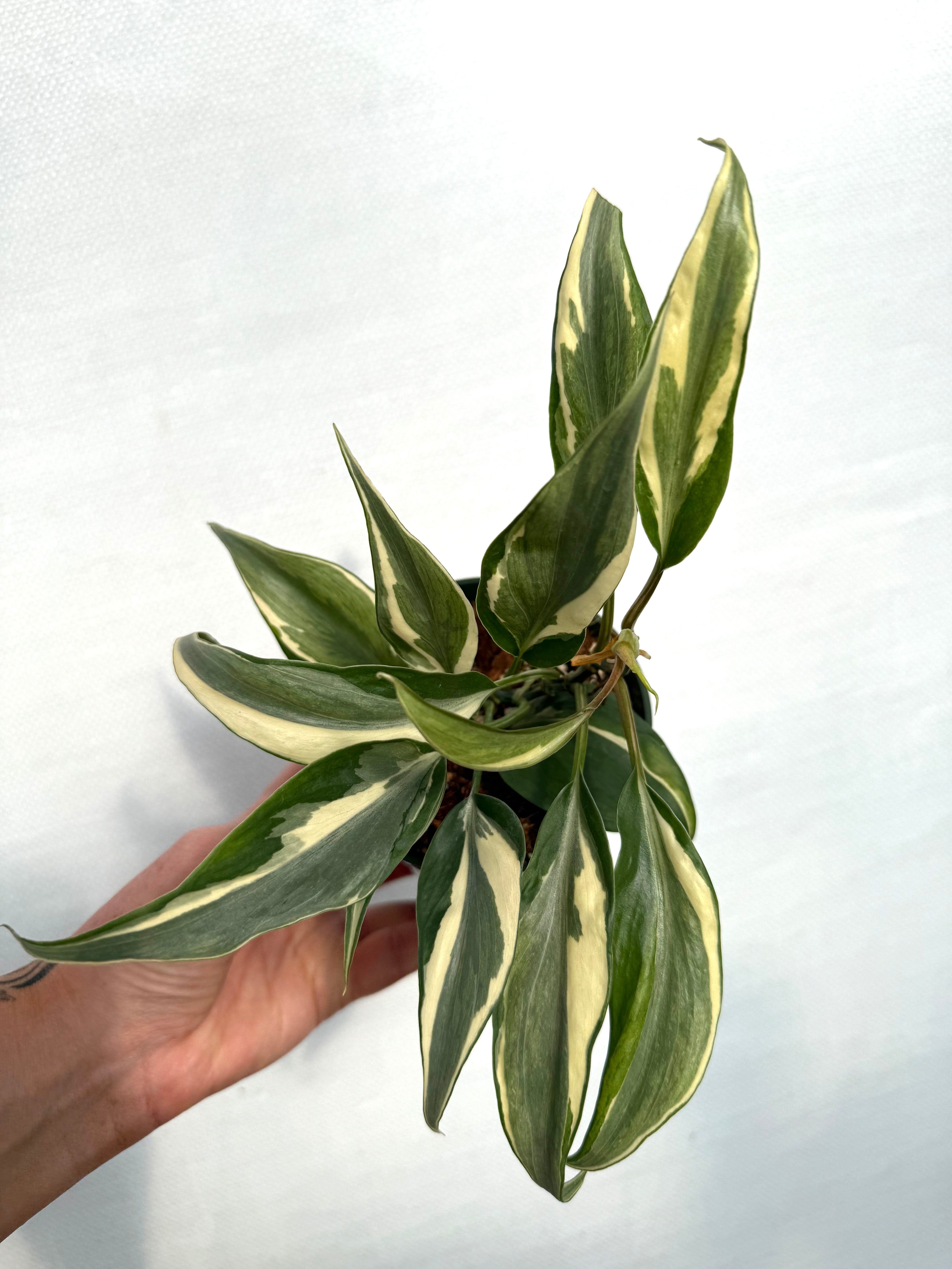 Rio Philodendron – We Are Plant Lovers