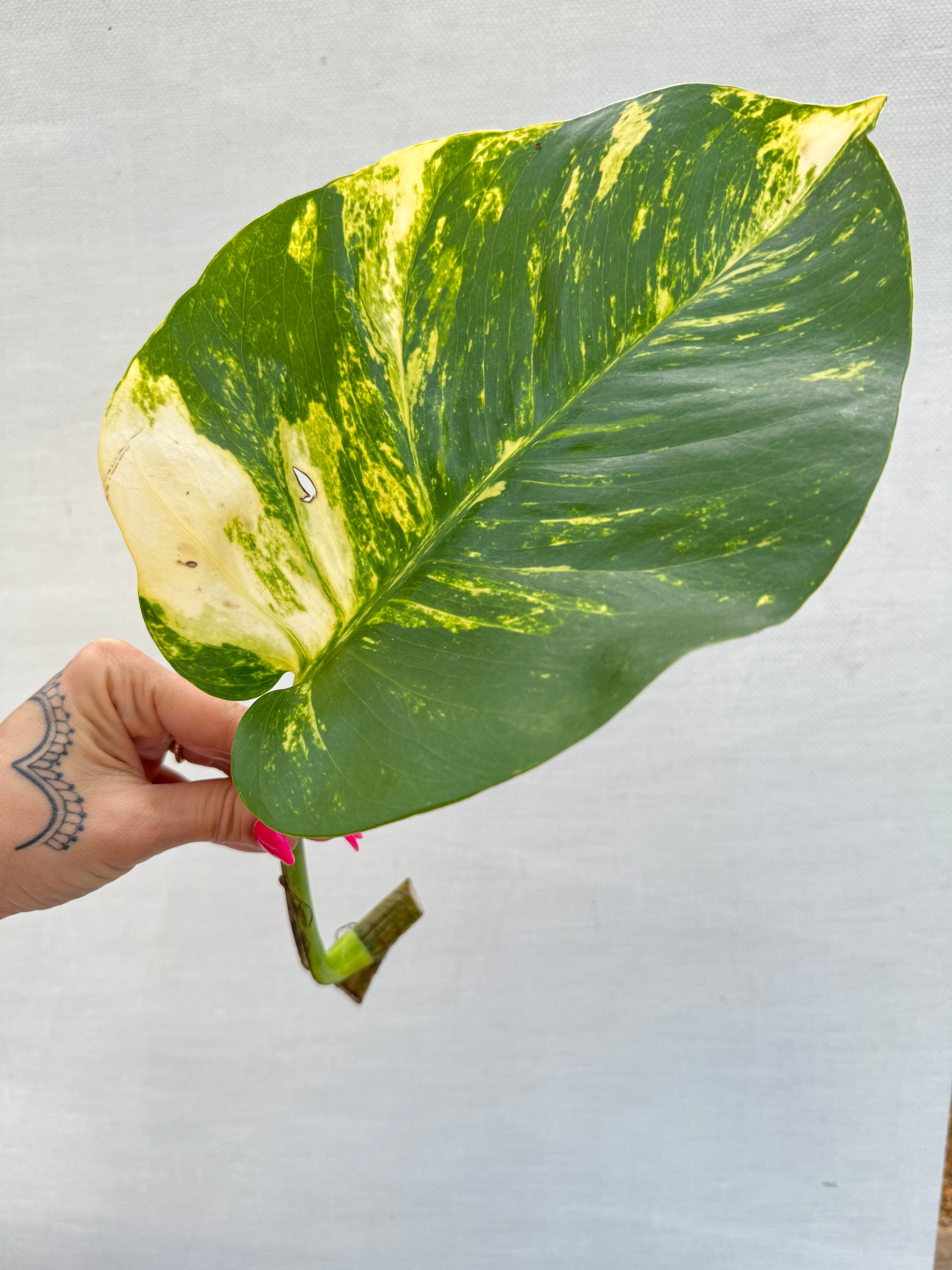 Giant Hawaiian Pothos – We Are Plant Lovers