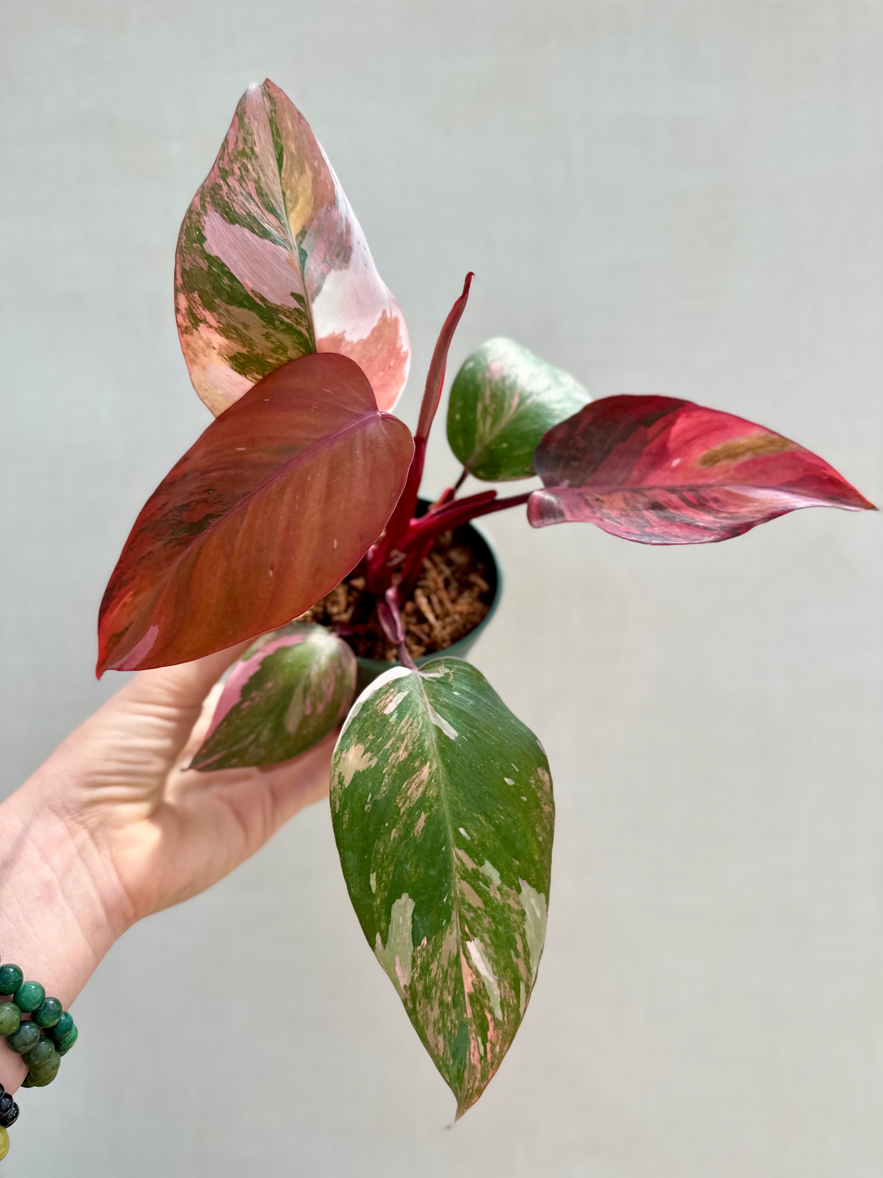 Philodendron Princess of Fire – We Are Plant Lovers