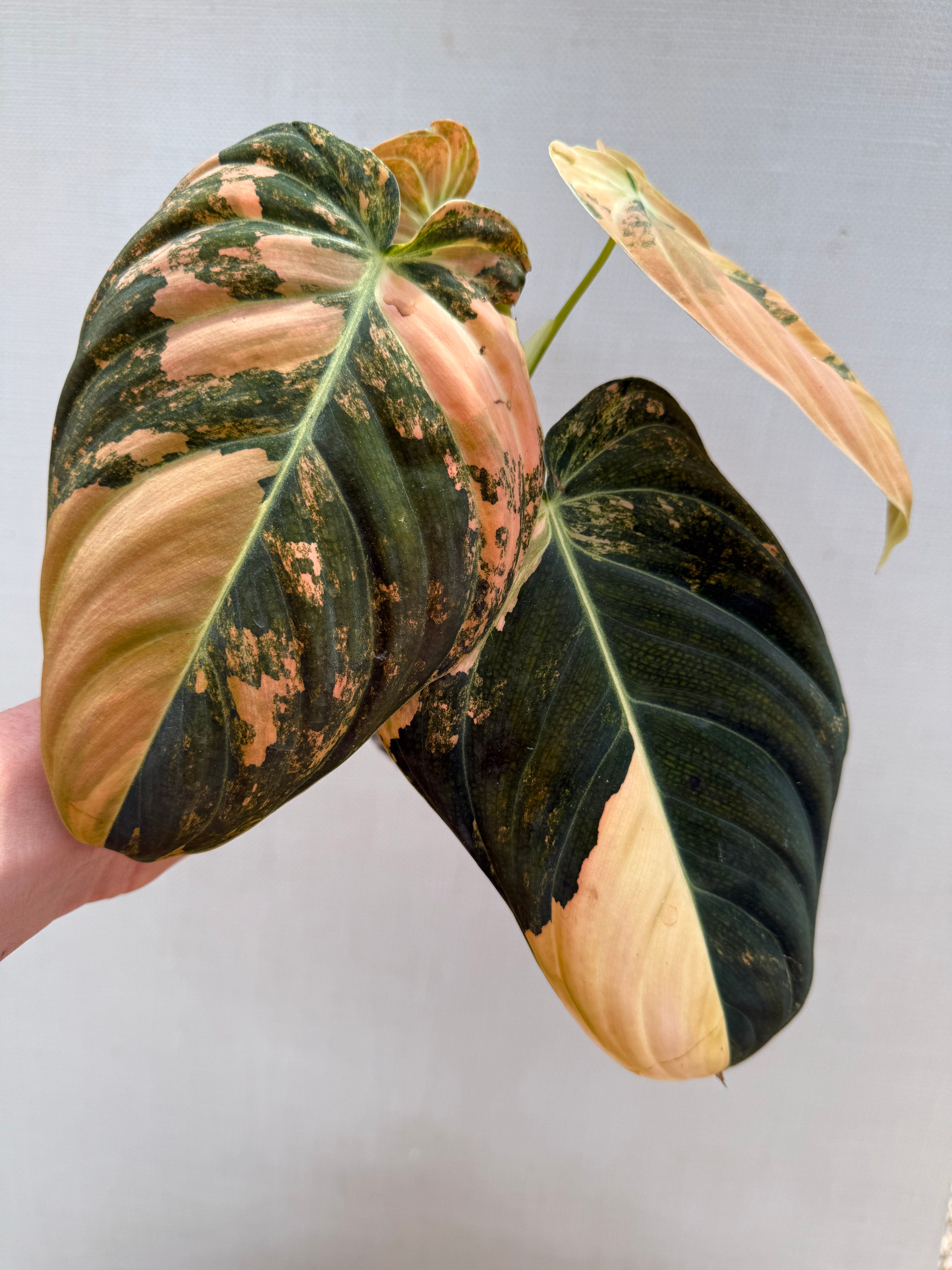 Orange Melanochrysum – We Are Plant Lovers