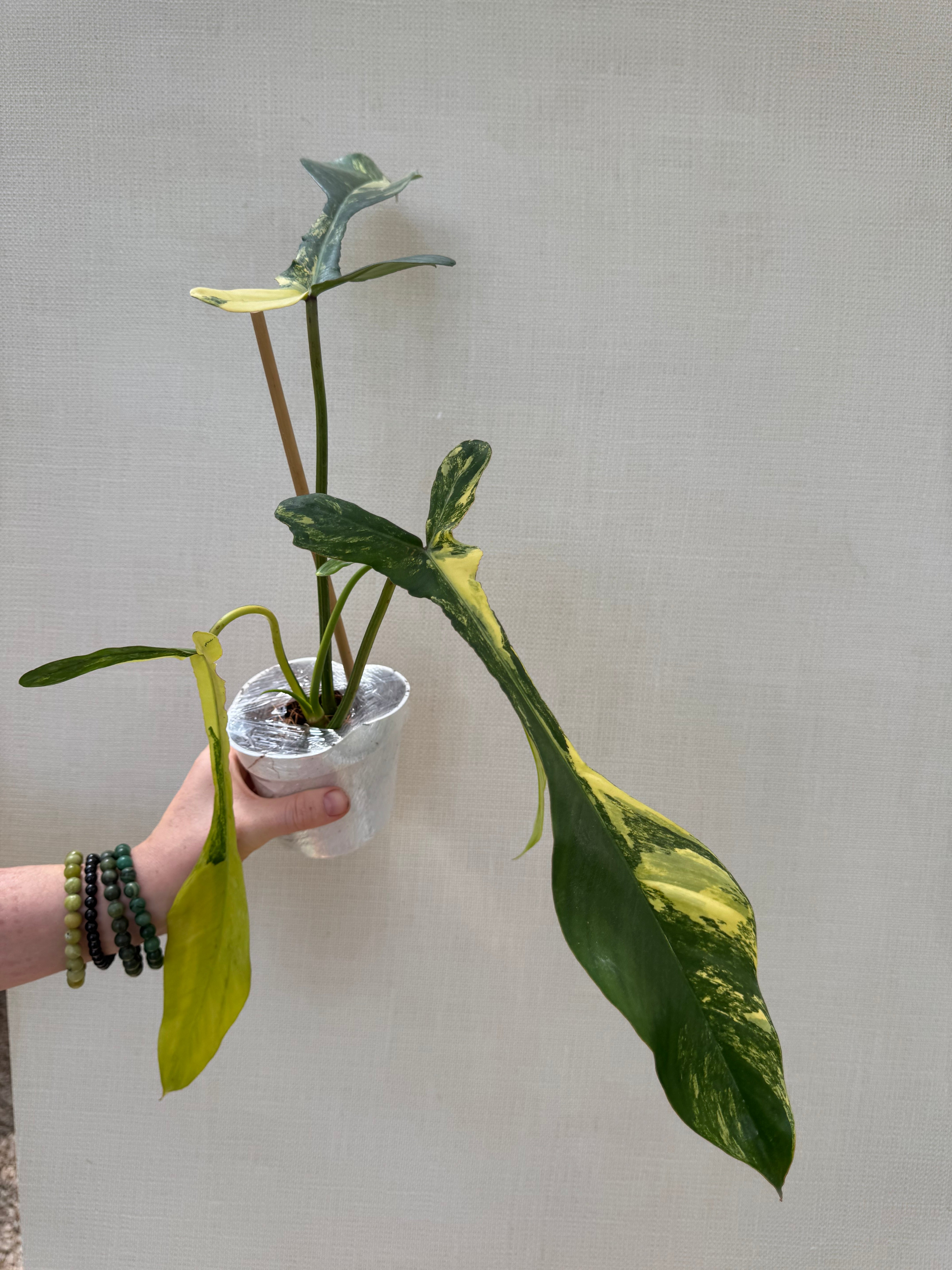 Variegated Joepii – We Are Plant Lovers