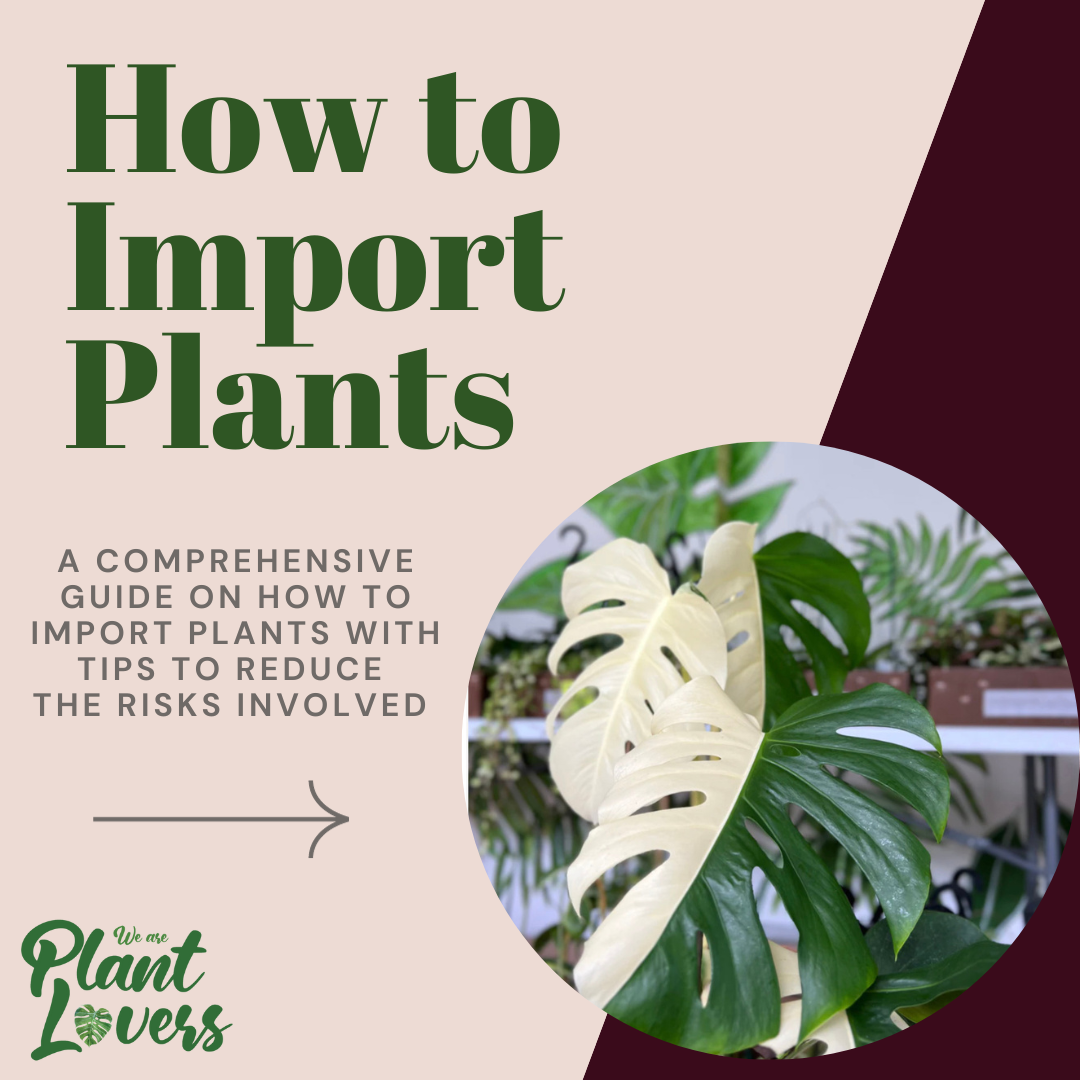 How To Import Plants-Ebook – We Are Plant Lovers