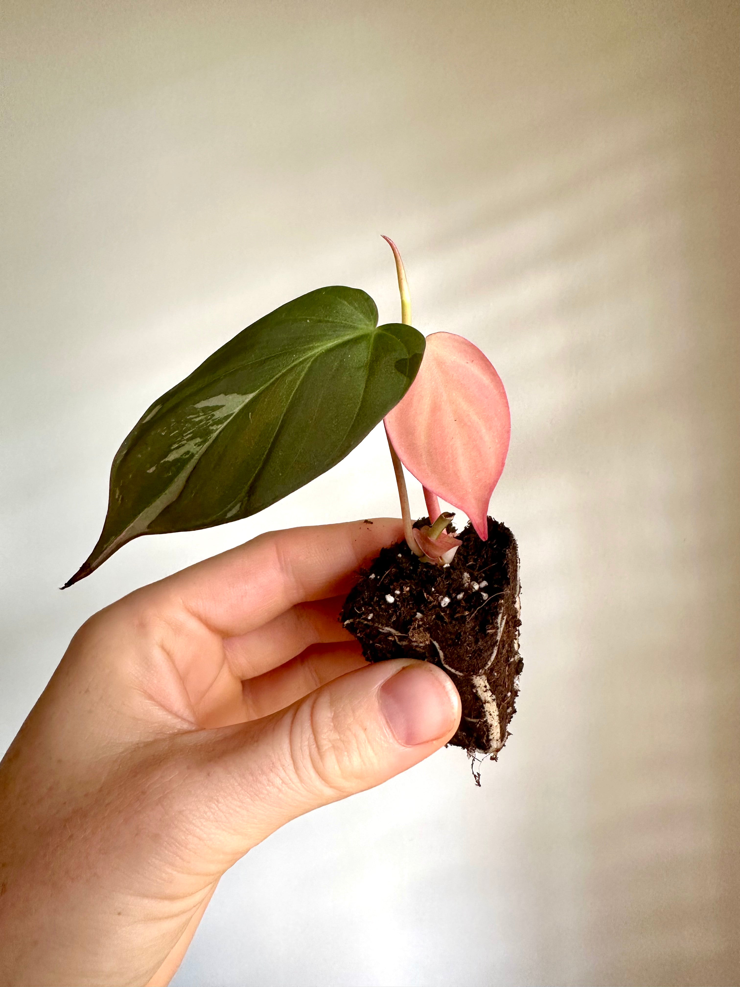 Variegated Pink Micans – We Are Plant Lovers